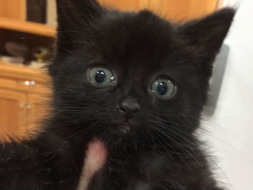 Котята ищут дом