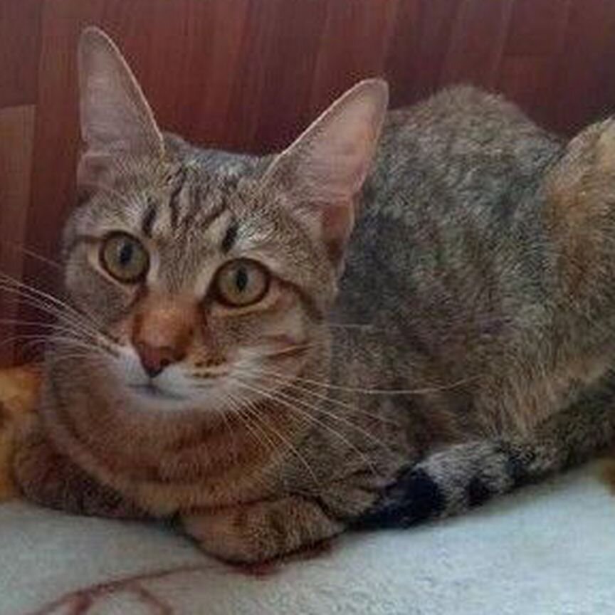 Хозяйка умоляет забрать умного Марика