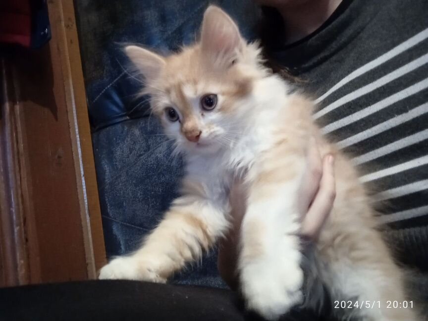 Котики в добрые руки