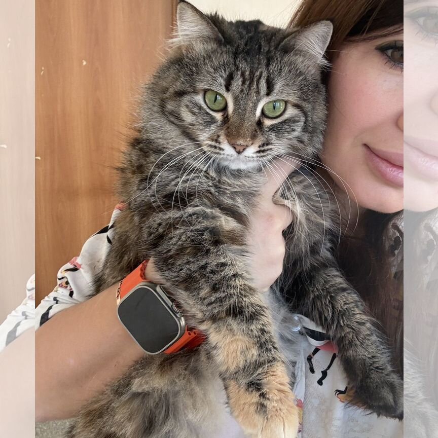 Сибирская, взрослая кошка