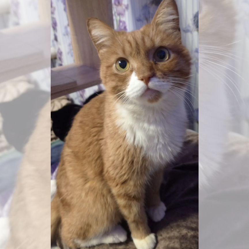 Взрослый кот в добрые руки