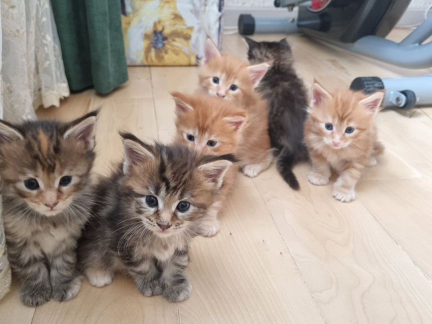 Котята мейкун