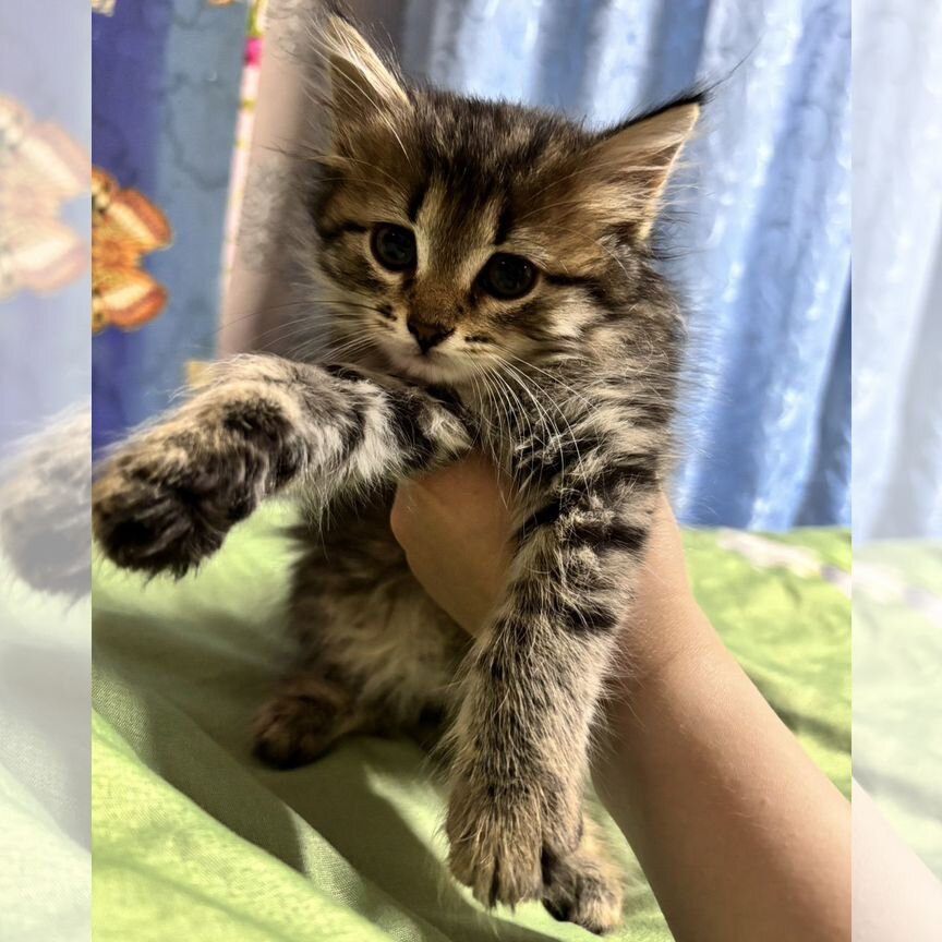 Котенок