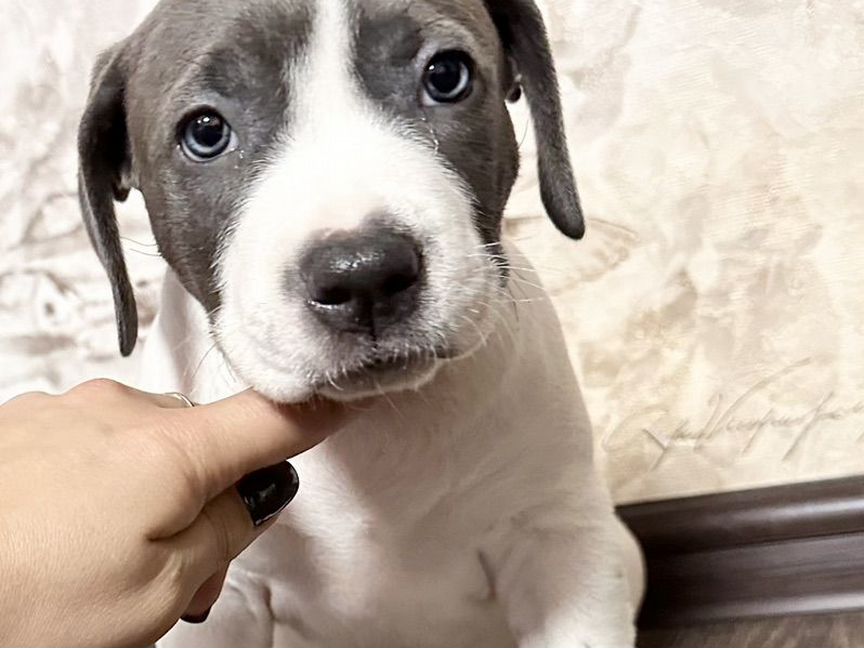 Амер. Стаффордширский терьер щенок голубой