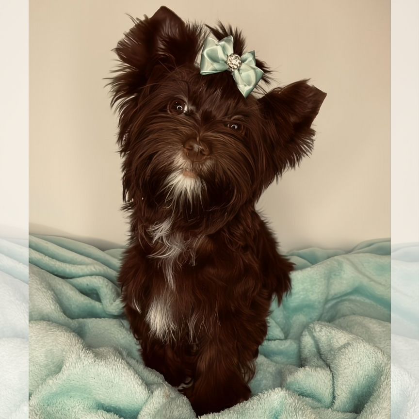 Йоркширский терьер, щенок