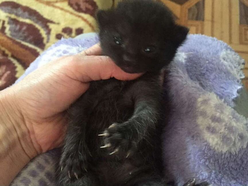 Котёнок звезда