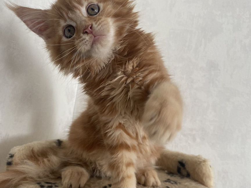 Мейн-кун мальчик