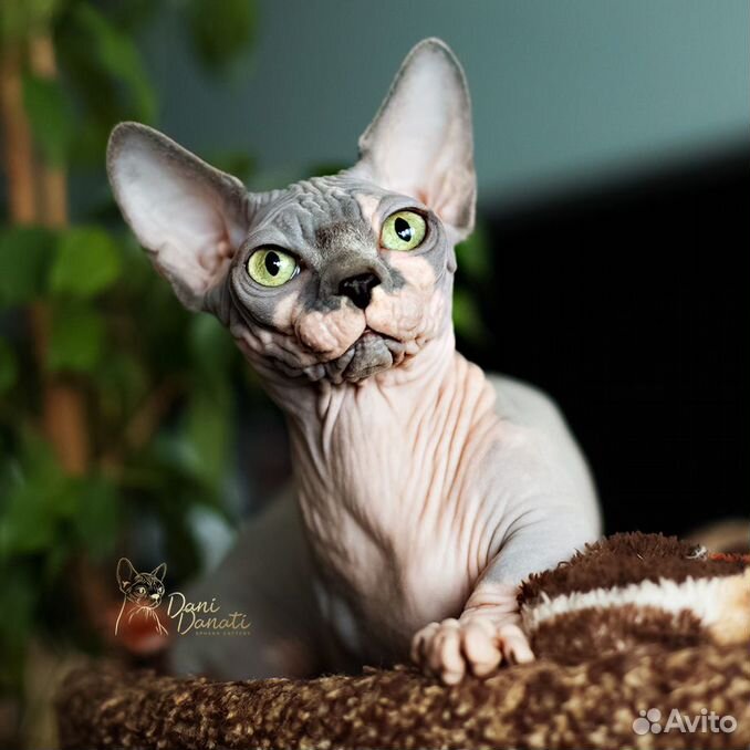 Бамбино мальчик мультяшный