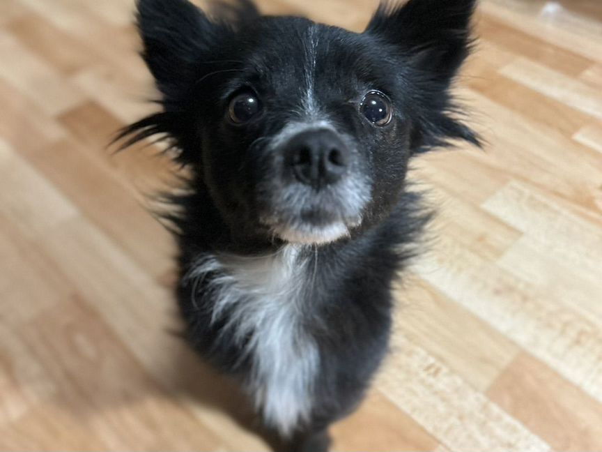 Маленькая собачка Кнопа в добрые руки