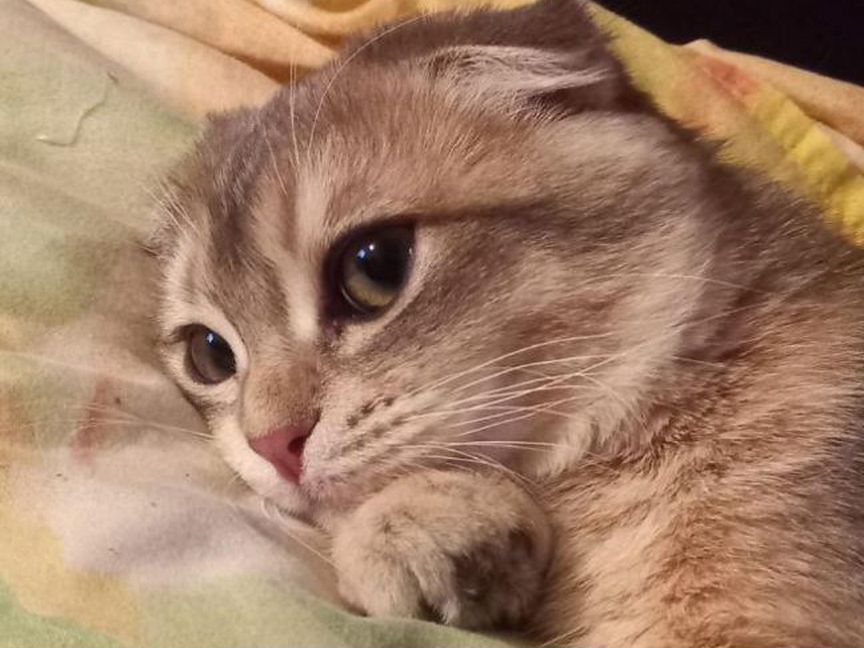 Скоттиш фонд, Шотландская серебрянаая шиншилла