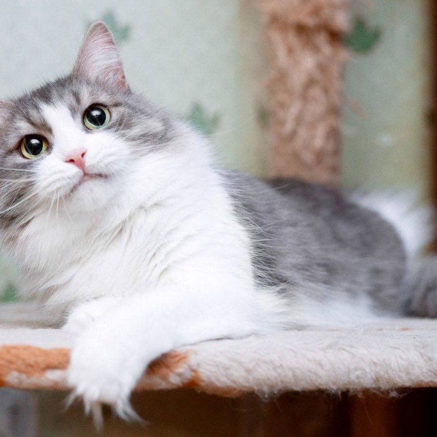 Котик в добрые руки