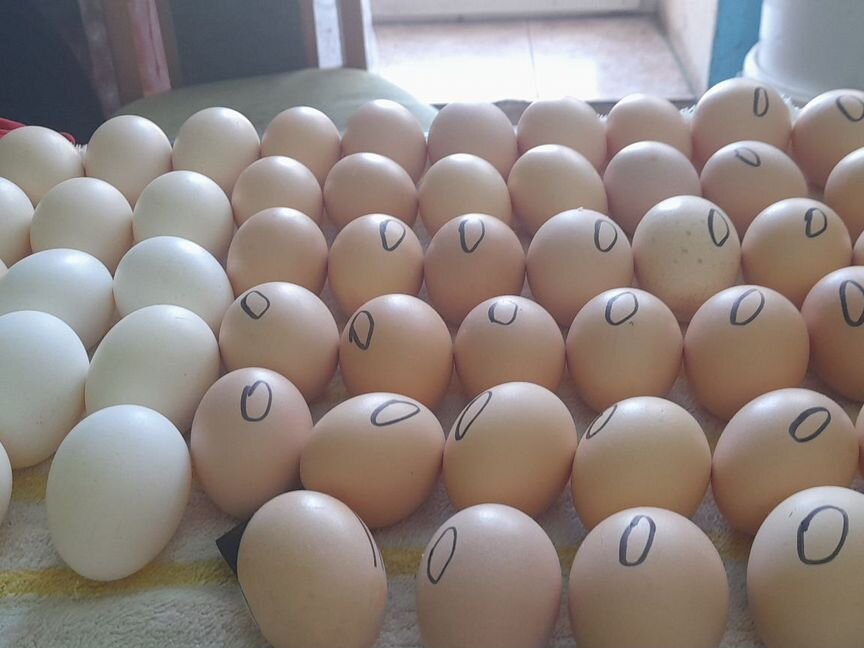 Продам цыплят Кучинская Юбилейная, вывод 21 марта