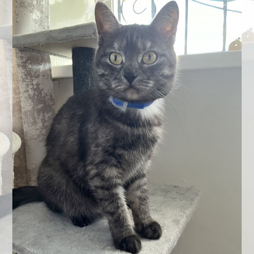 Взрослая, кошка в добрые руки