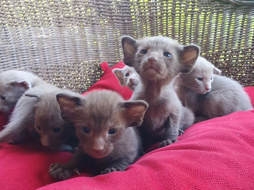 Ориентальные лиловые котята