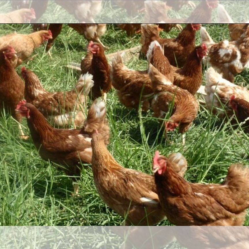 Хорошие курочки несушки с доставкой