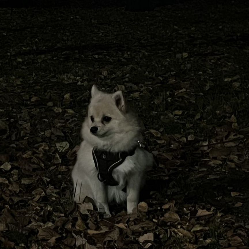 Померанский шпиц, щенок