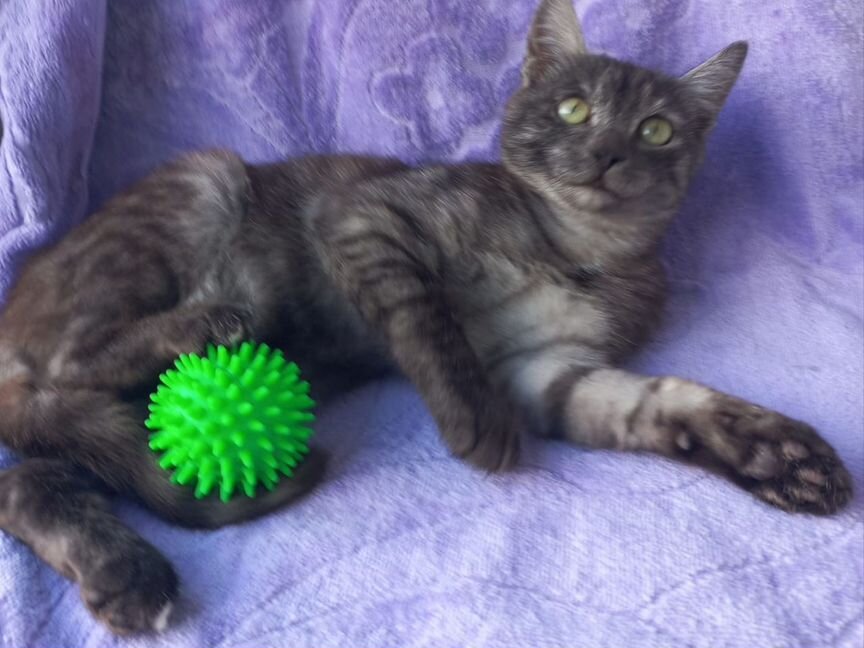 Котёнок серый британец