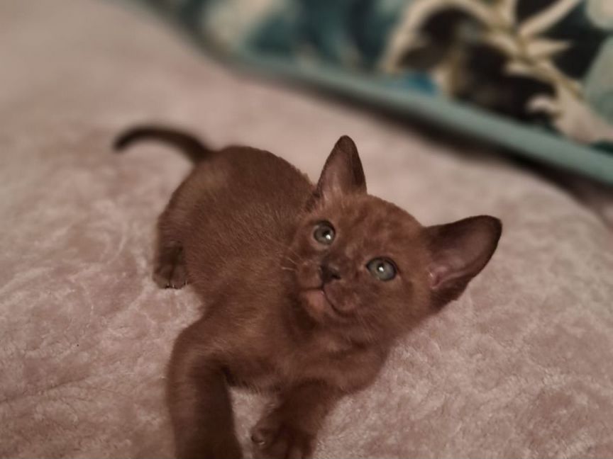 Бурманские котята
