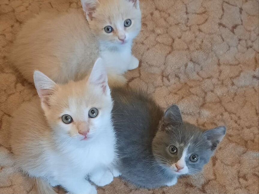 Котята