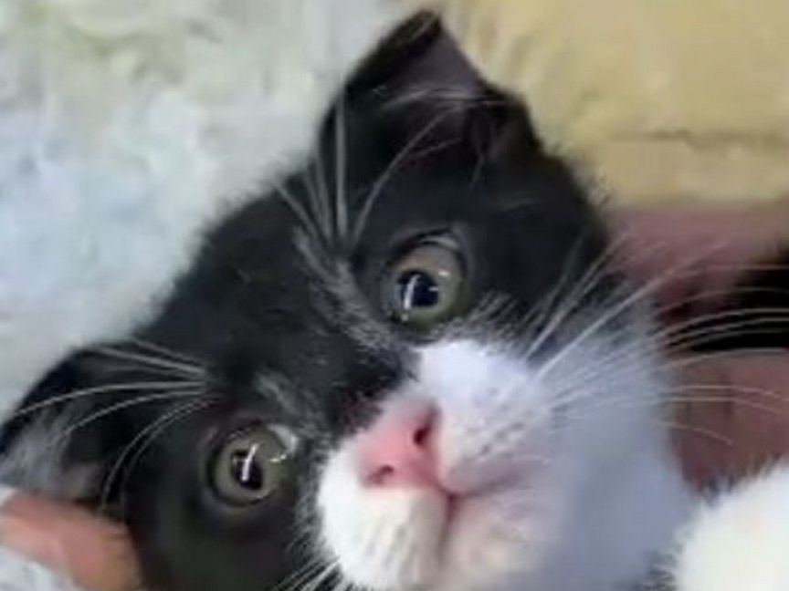 Маленькая Тойота-возраст 2,5мес./сейчас в приюте