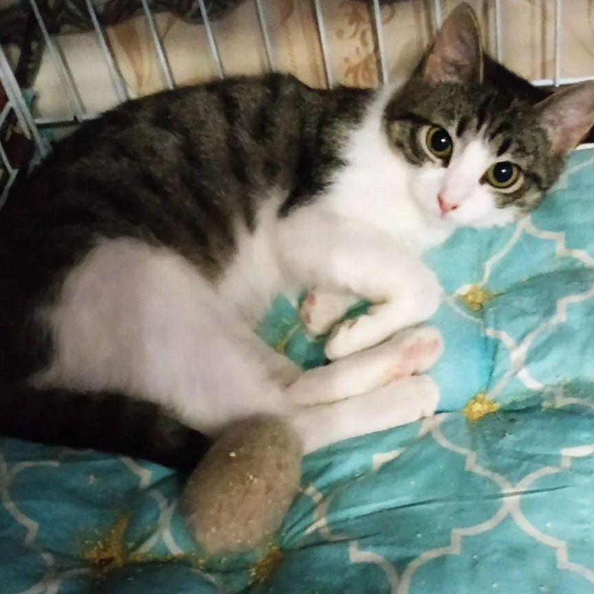 Котёнок в добрые руки