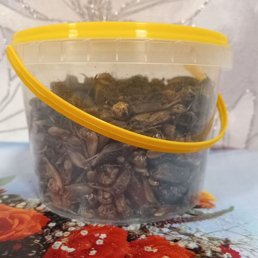 Сверчок сушеный