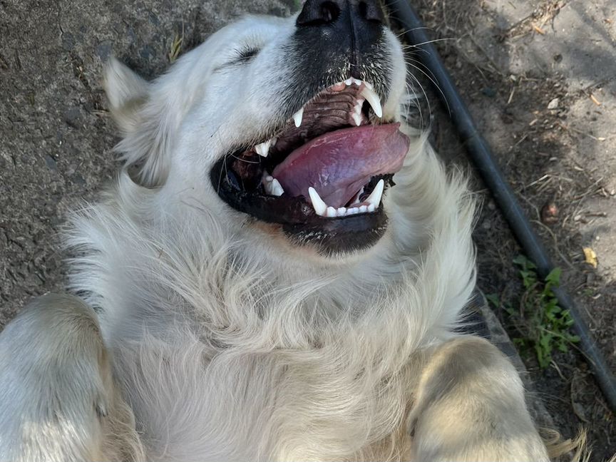 Чистокровный золотистый ретривер. Вязка