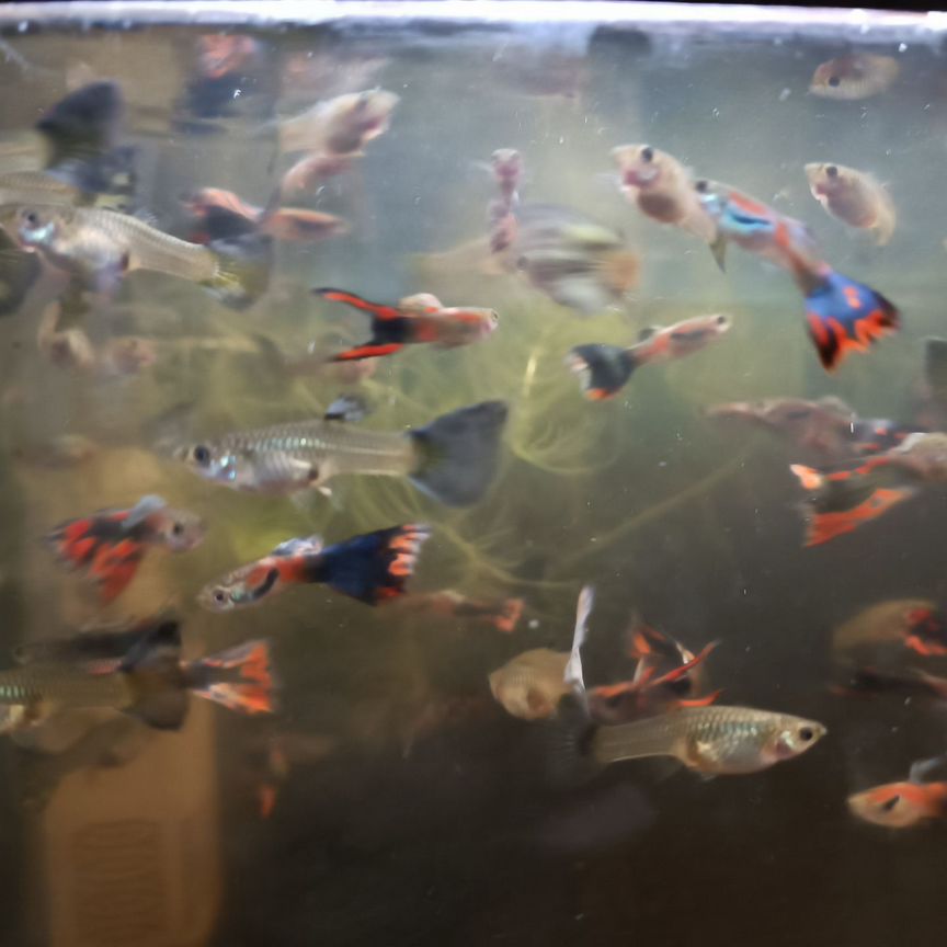 Аквариумные рыбки гуппи