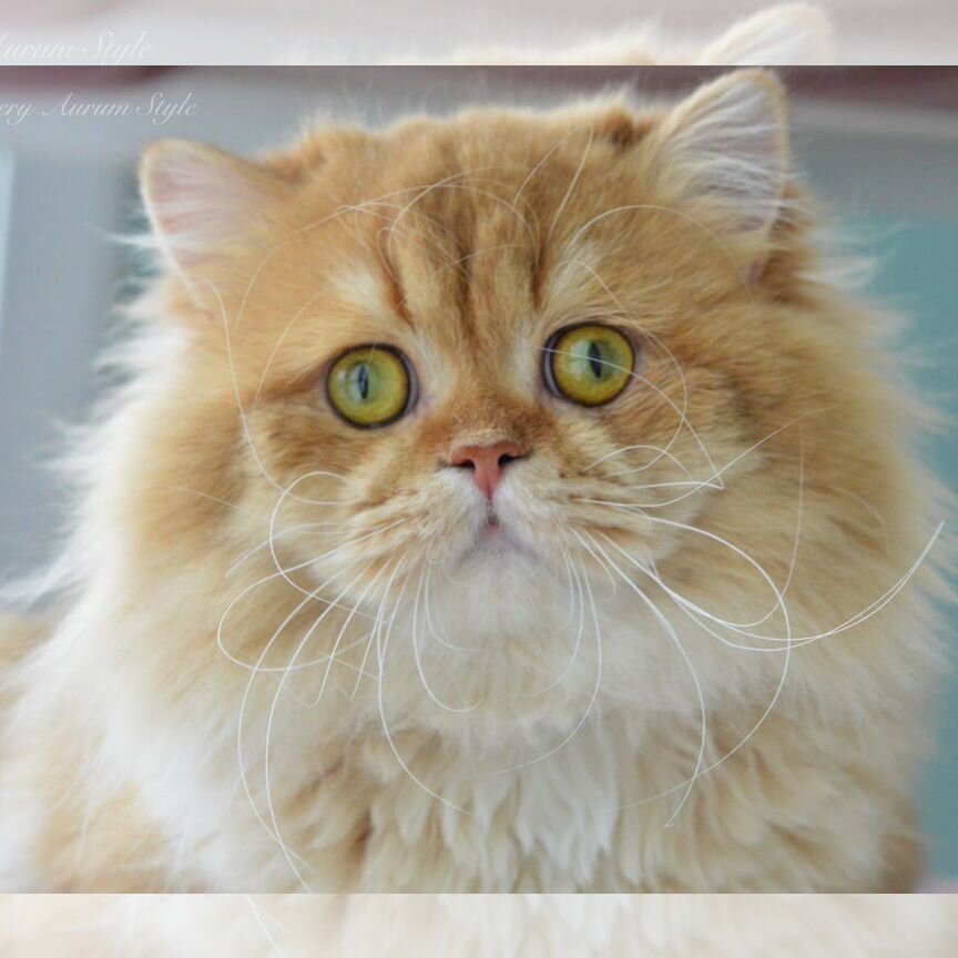 Британский длинношёрстный, взрослый кот