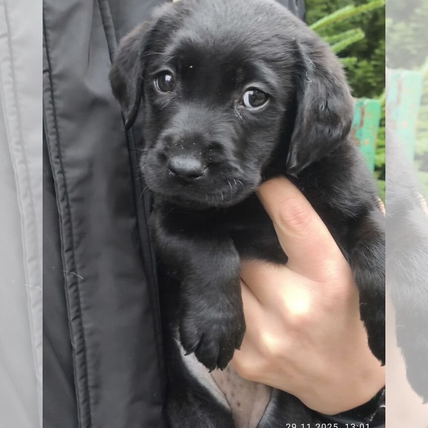 Лабрадор-ретривер, щенок