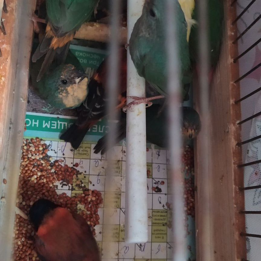 Попугайная амадина