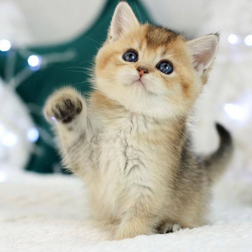 Британский мальчик Суперстар