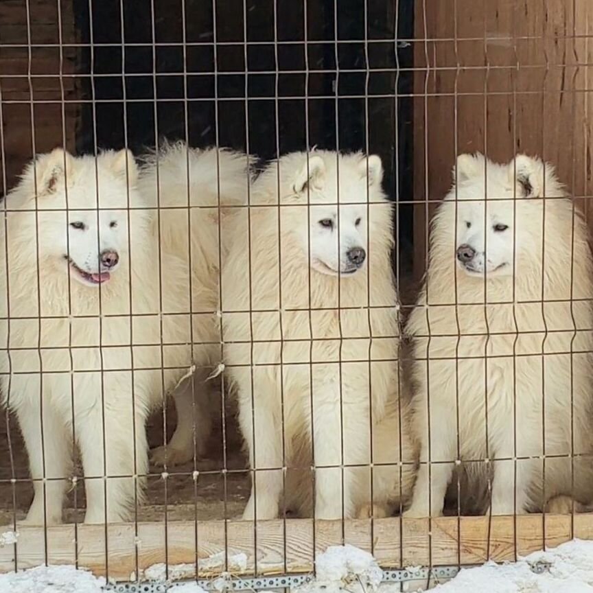 Собака самоед