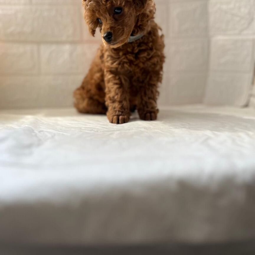 Той-пудель ред браун щенки