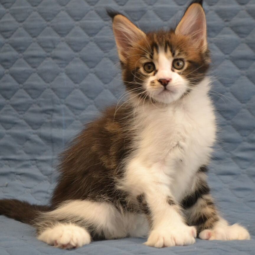 Мейн-кун котёнок