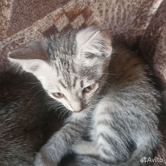 Котëнок