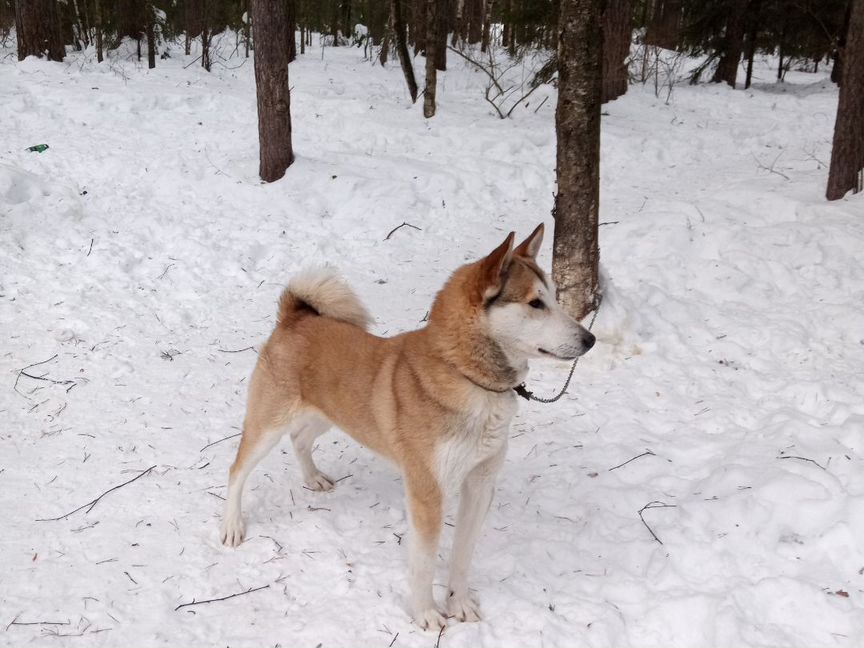 Западно сибирская лайка