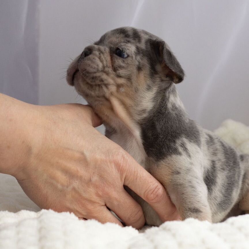 Мальчик голубой Мерле французский бульдог