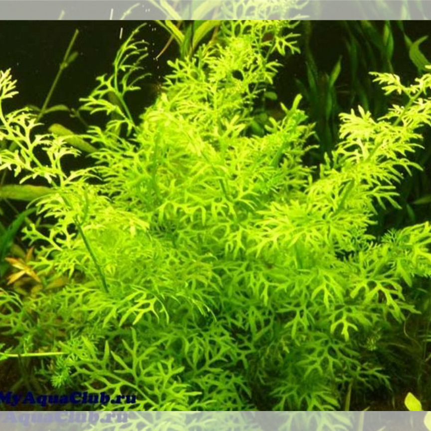 Индийский папоротник