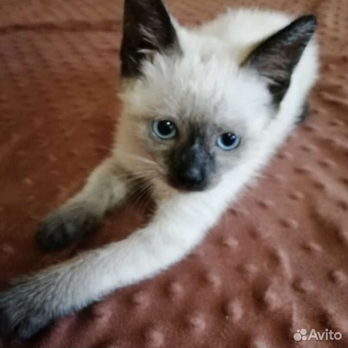 Котики тайцы