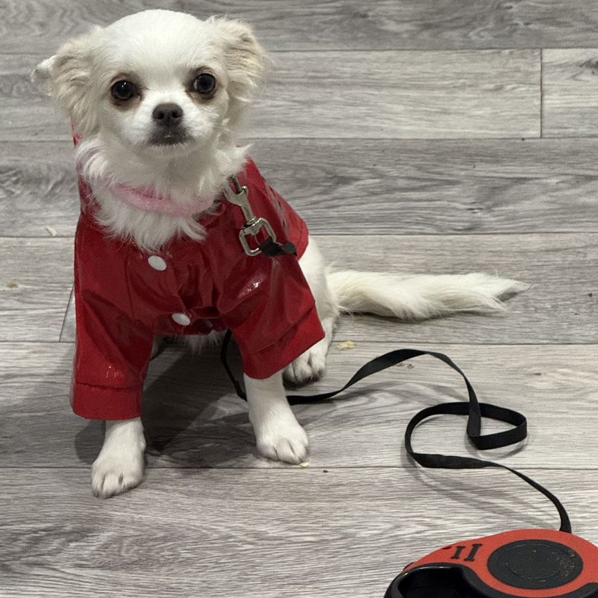 Чихуахуа, щенок