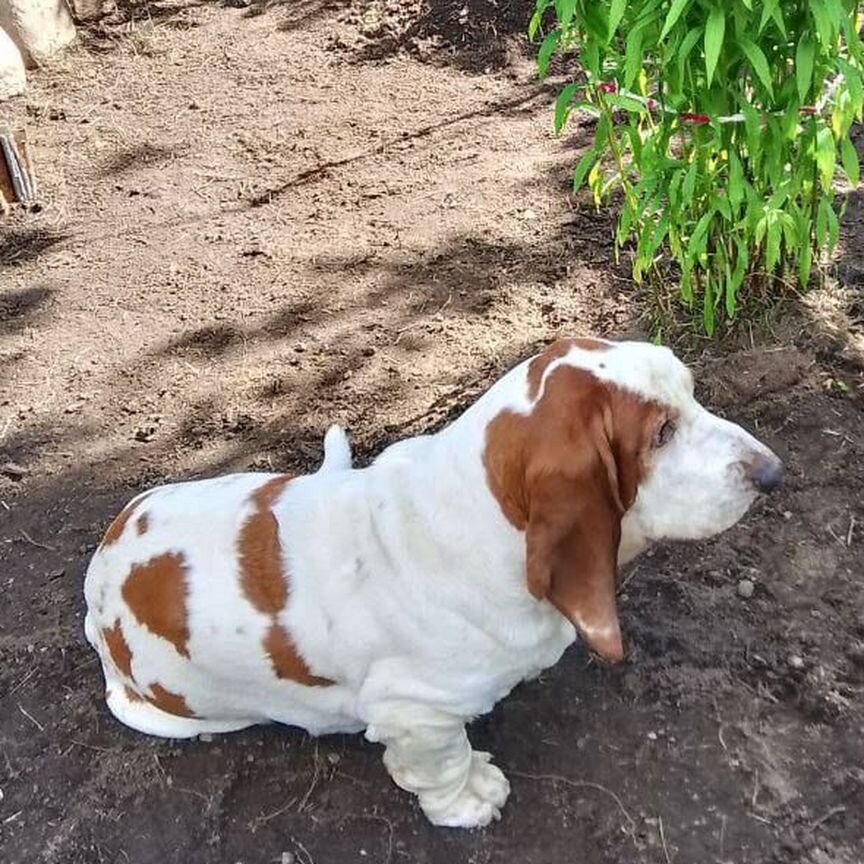 Бассет-хаунд, взрослый пёс