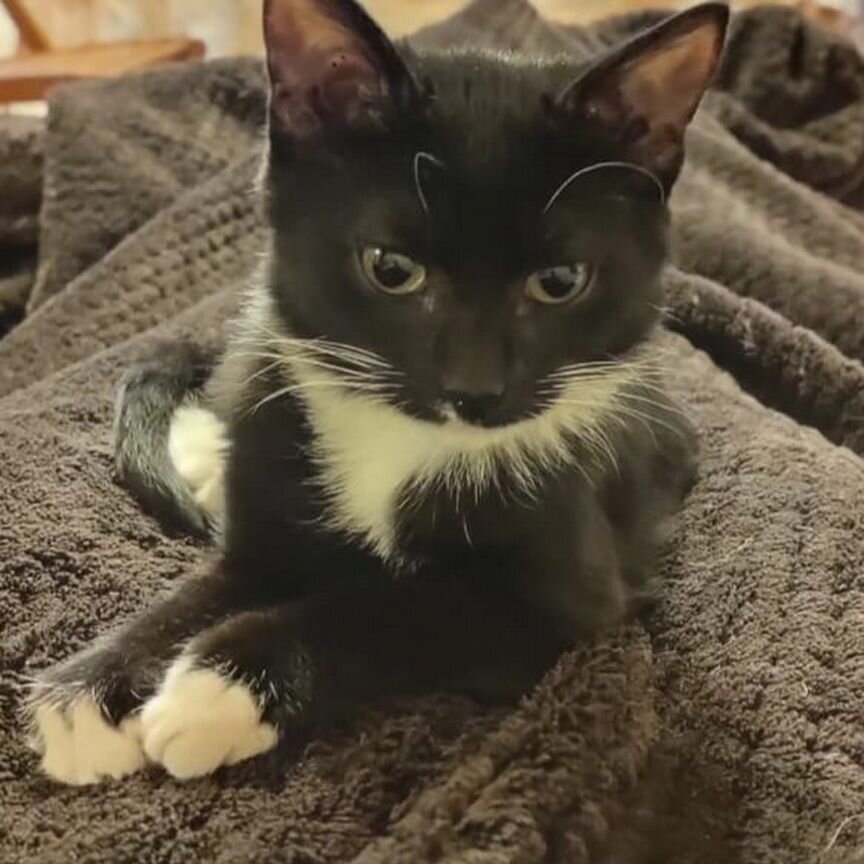 Котенок-кошечка в добрые руки