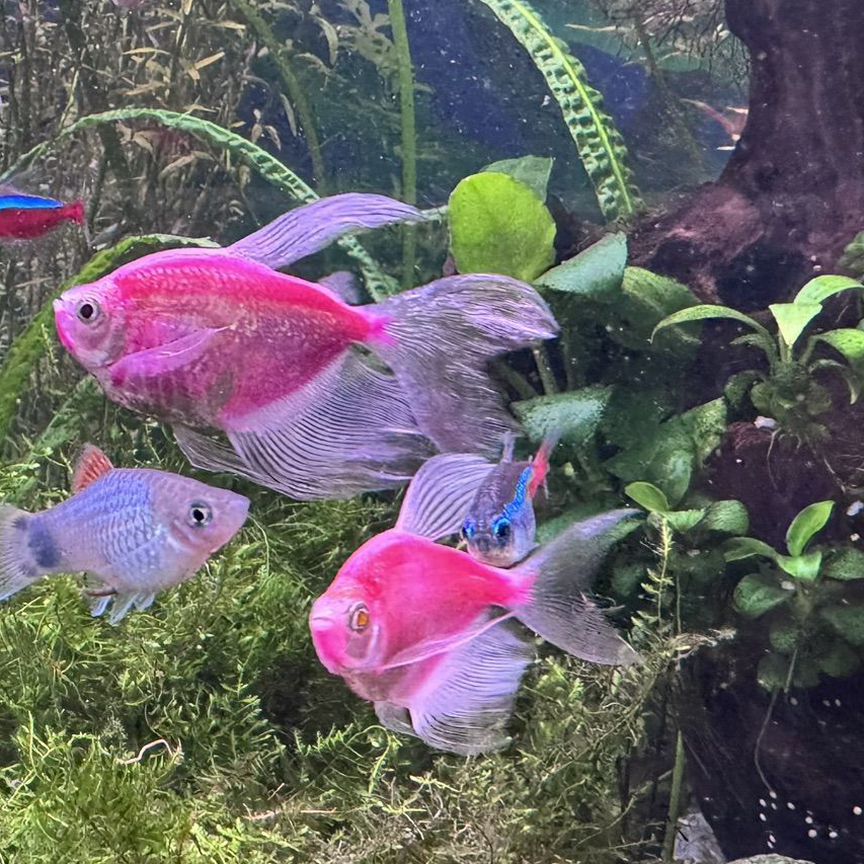 Аквариумные рыбки