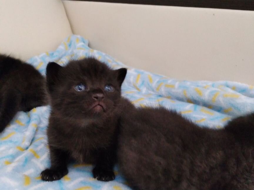 Котята от шотланской кошки