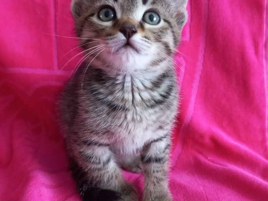 Котенок мальчик