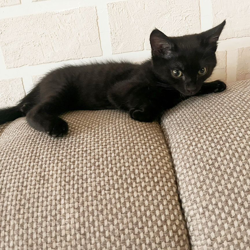 Котята в добрые руки даром