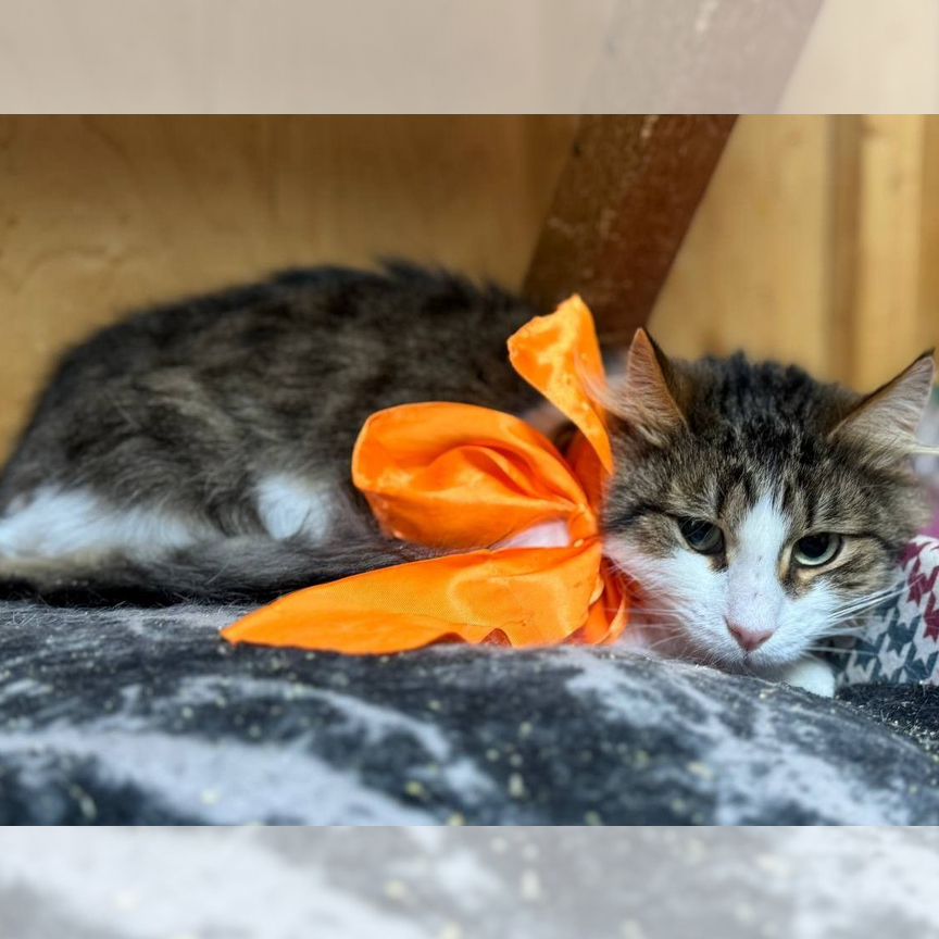 Взрослая, Девочка кошка в добрые руки