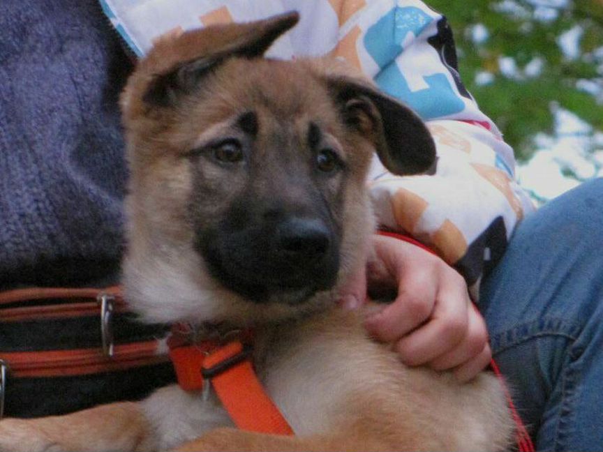 Мальта: щенок из приюта ищет дом