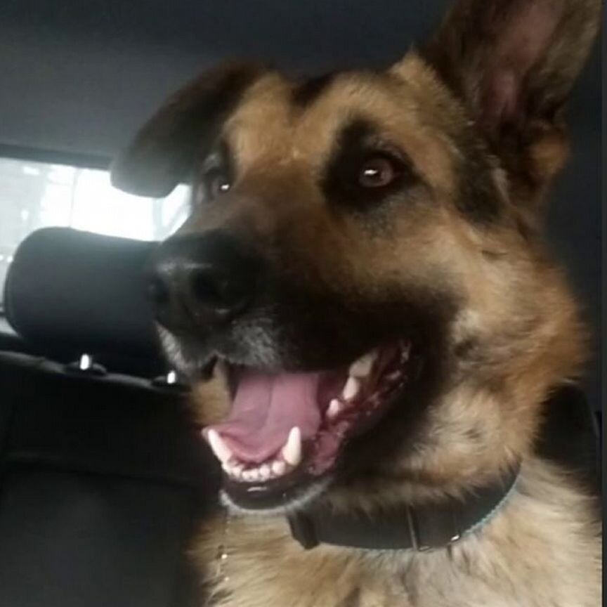 Взрослый пёс в добрые руки